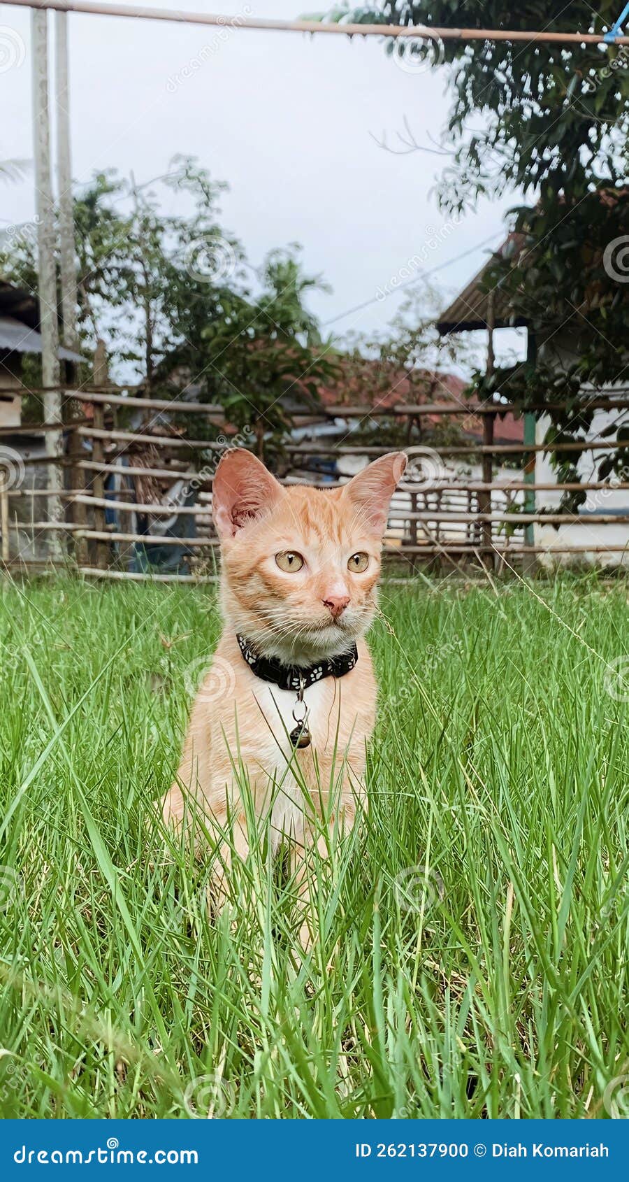 Coolest cats stock photo. Image of backyard, play, cats - 262137900