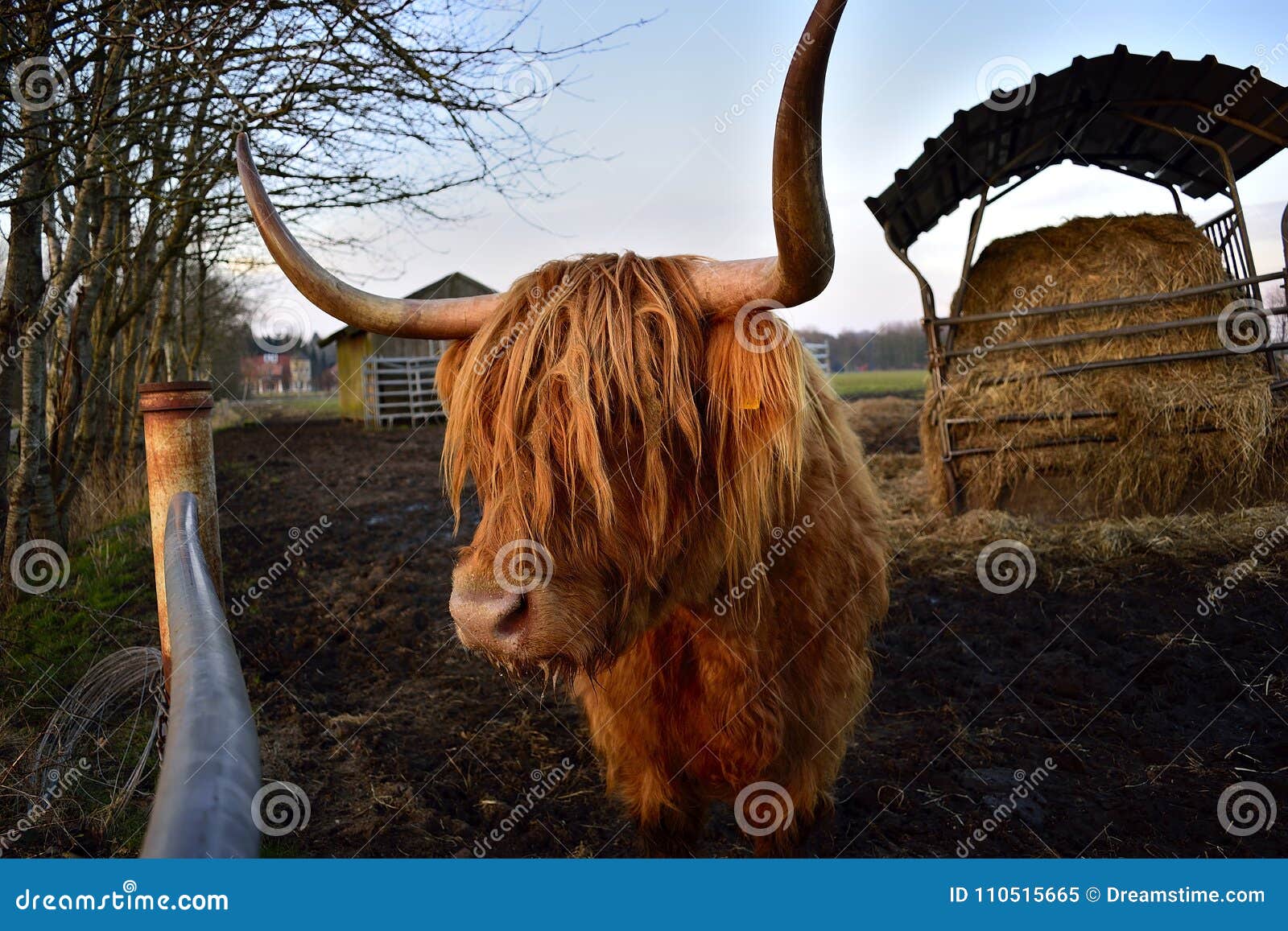 Coolest Cow Stock Photos - Free & Royalty-Free Stock Photos from Dreamstime