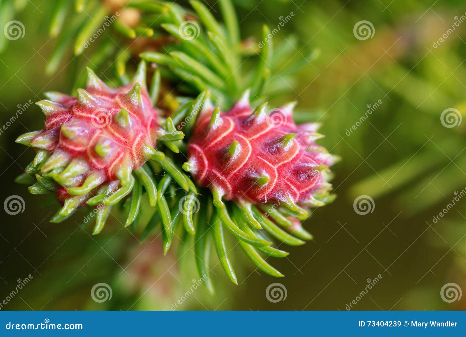 Cooley Spruce Gall stock image. Image of adelgid, acorn - 73404239