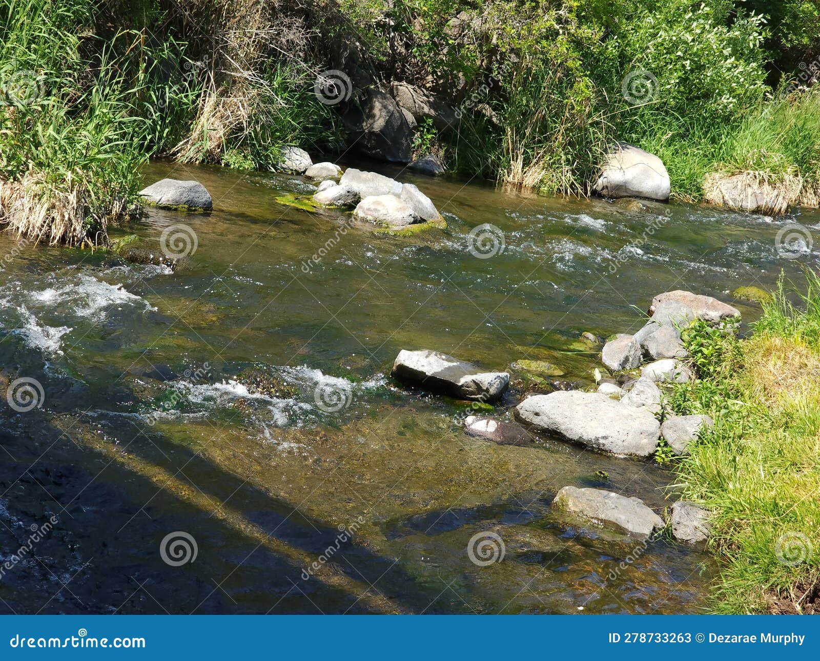 Cooling Off at the River on a Hot Day Stock Image - Image of cooling ...