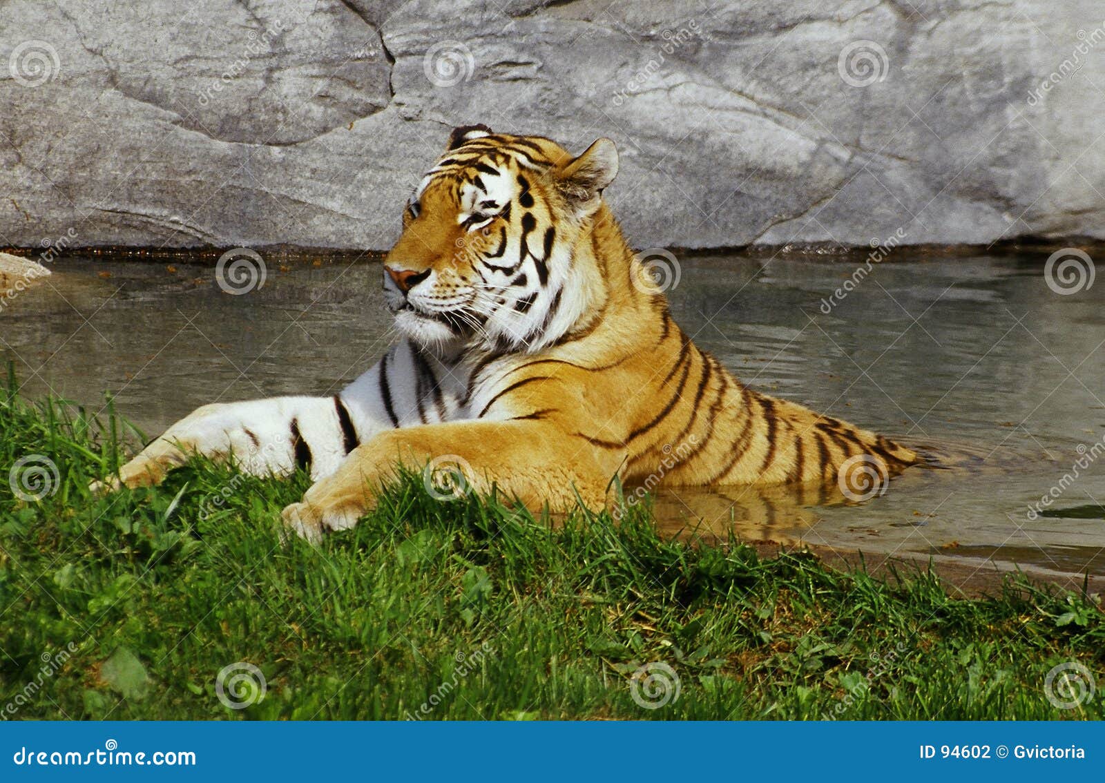Cooling tiger stock photo. Image of refreshing, sitting - 94602