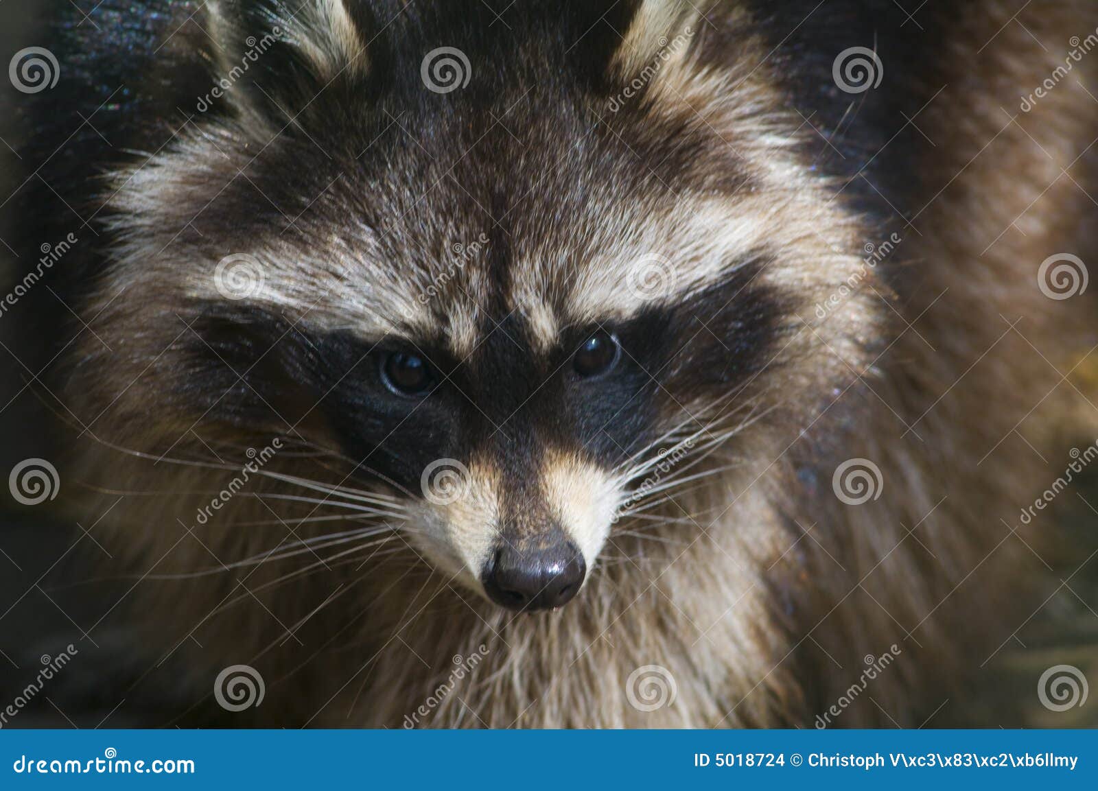 Coon stock photo. Image of animal, outdoor, coon, white - 5018724