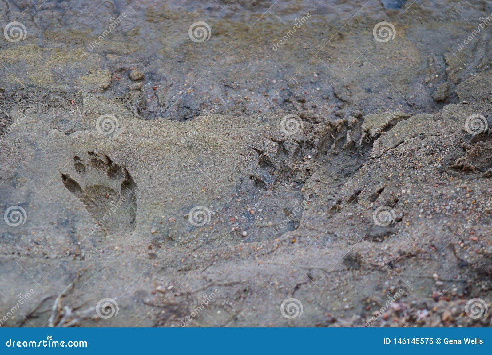 Coon Tracks in the Sand by the Plate River Nebraska Stock Image - Image ...