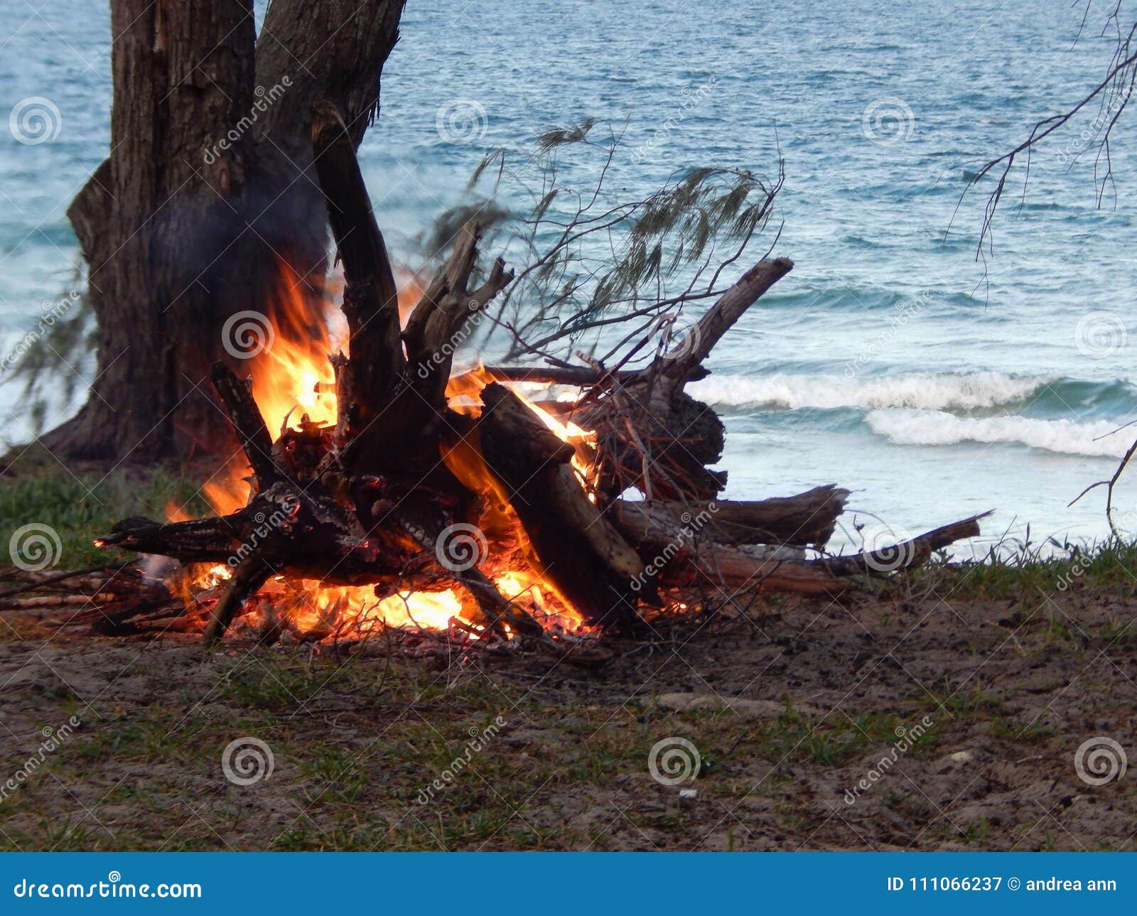 Coonar Stock Photos - Free & Royalty-Free Stock Photos from Dreamstime