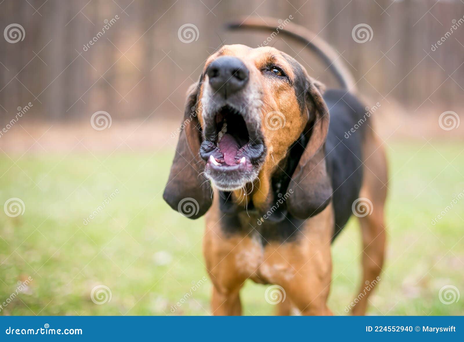 A Coonhound Dog Barking or Howling Stock Photo - Image of outdoors ...