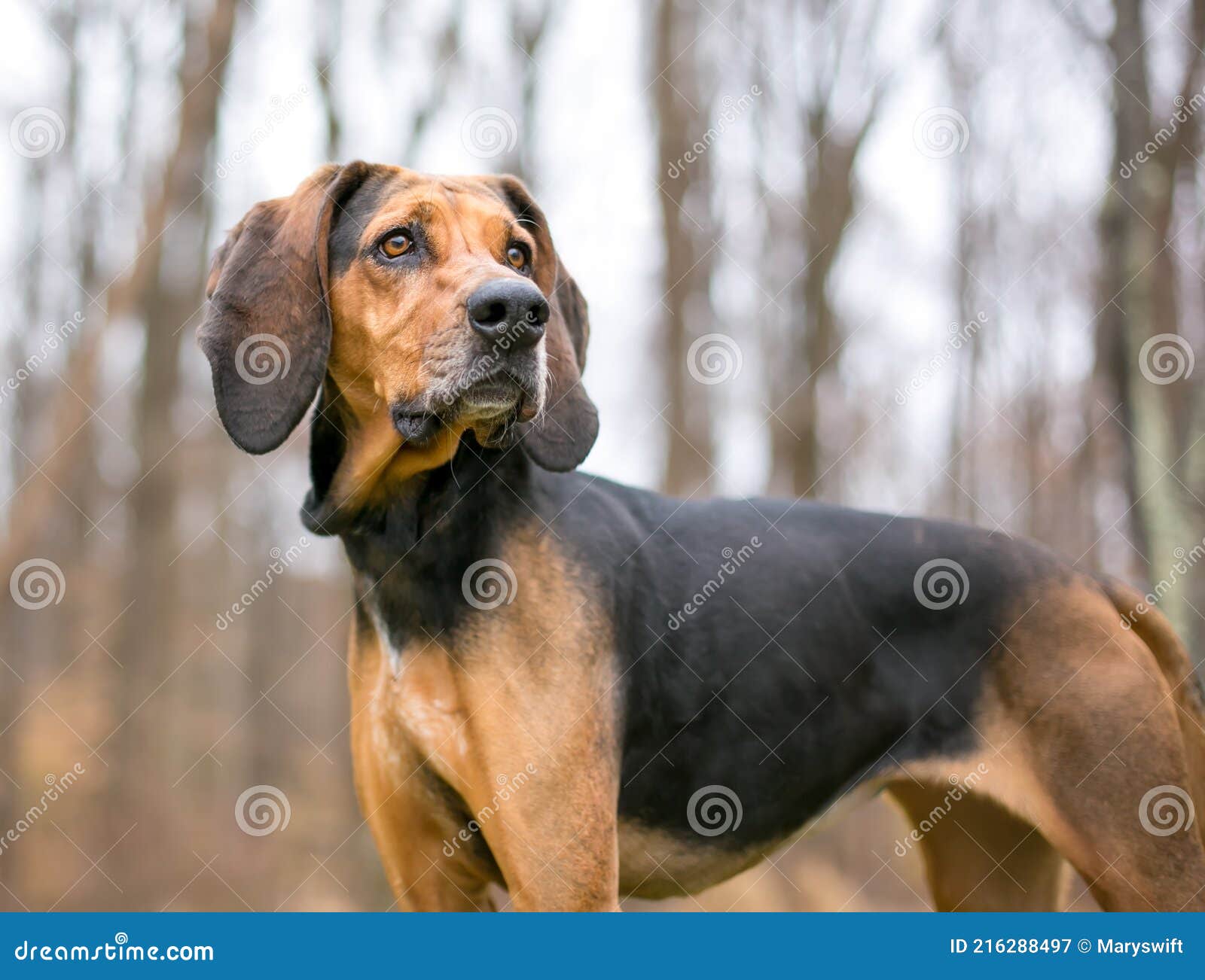 A Coonhound Dog Standing Outdoors Stock Image - Image of breed, gazing ...