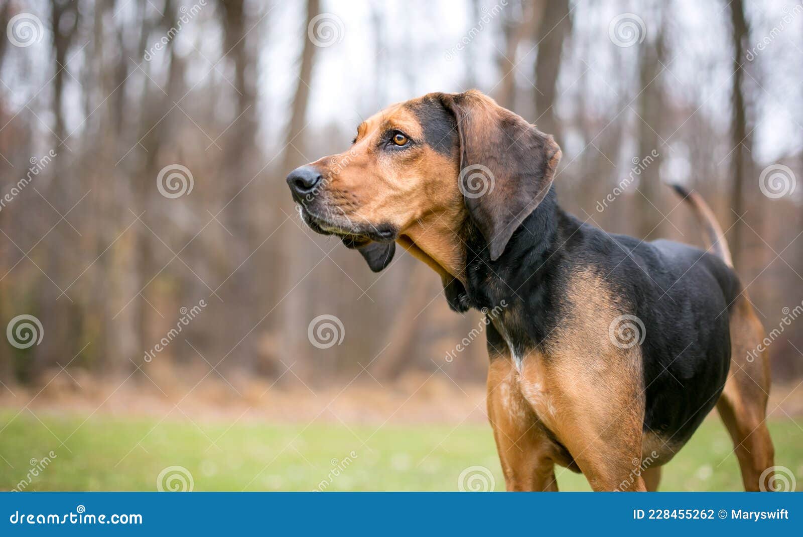A Coonhound Dog Standing Outdoors Stock Photo - Image of outdoor, alert ...
