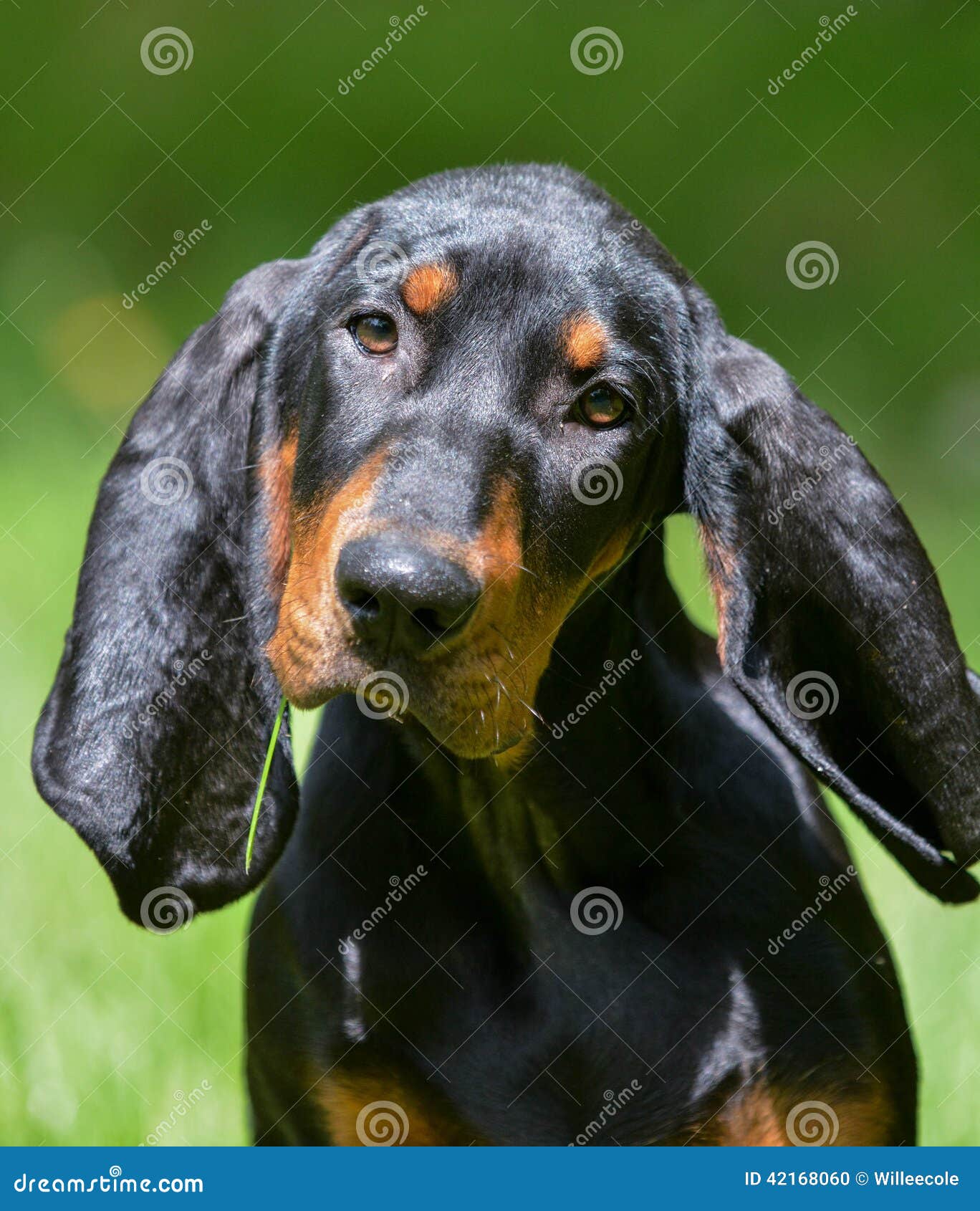 Coonhound portrait stock photo. Image of coon, strength - 42168060