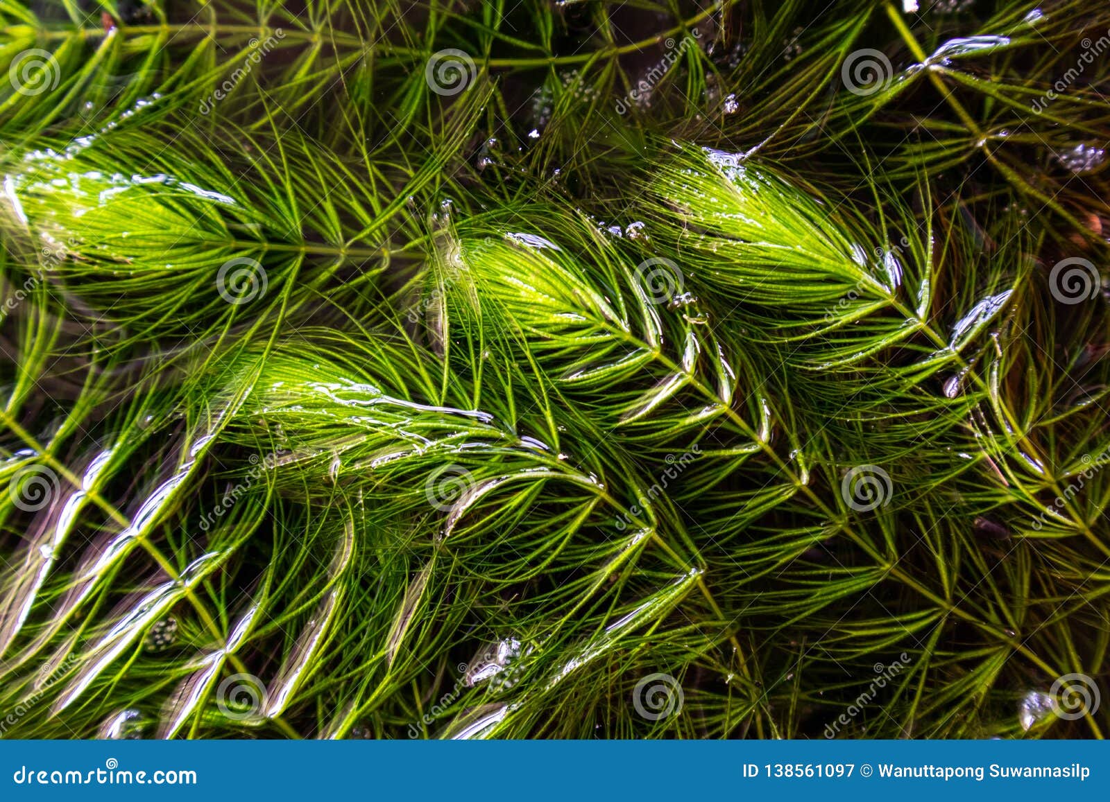 Coontail weed in water stock image. Image of alberta - 138561097