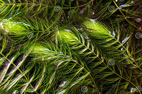 Coontail weed in water stock image. Image of alberta - 138561097
