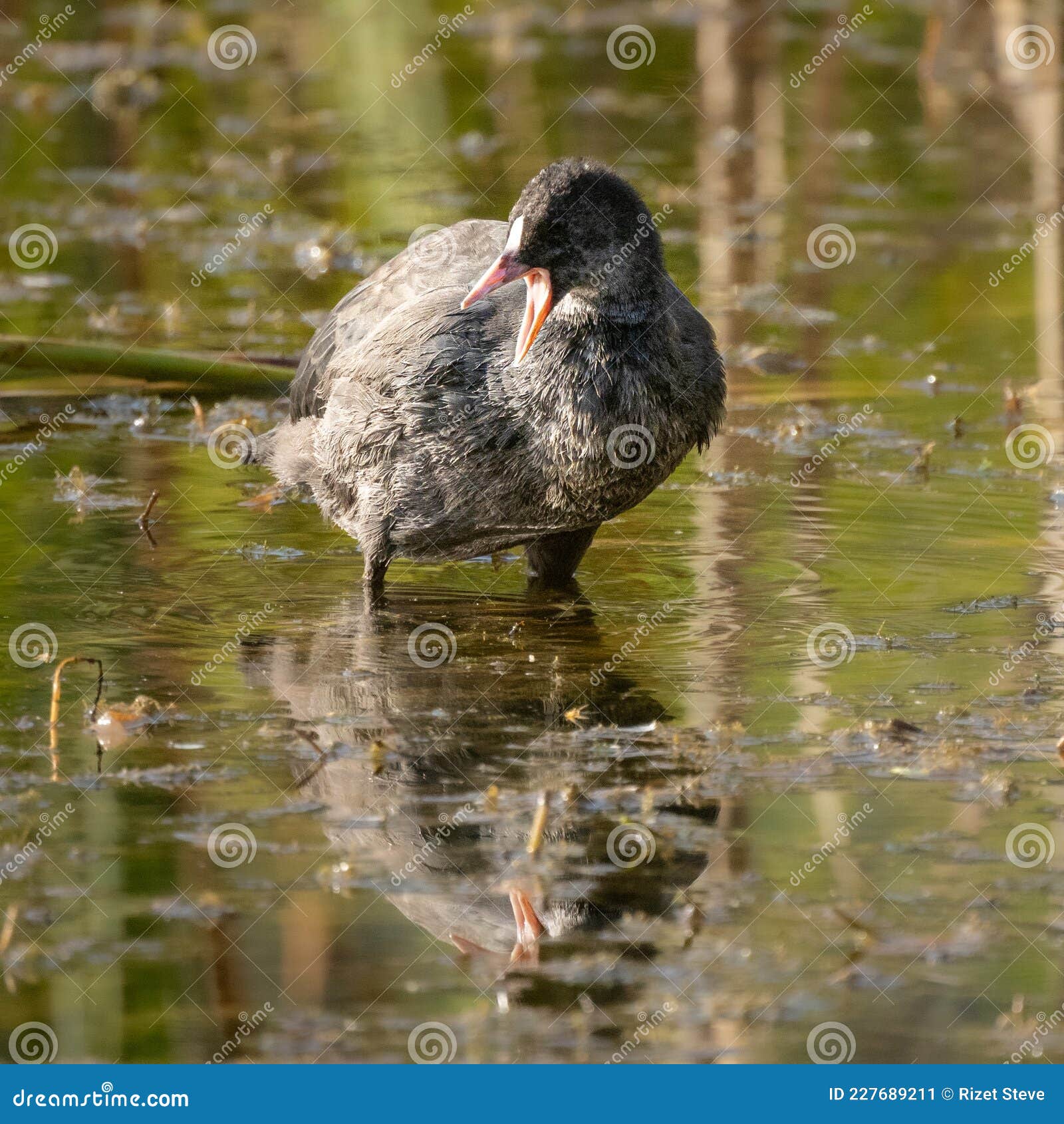 Coop bird in a lake stock image. Image of swan, waterfowl - 227689211