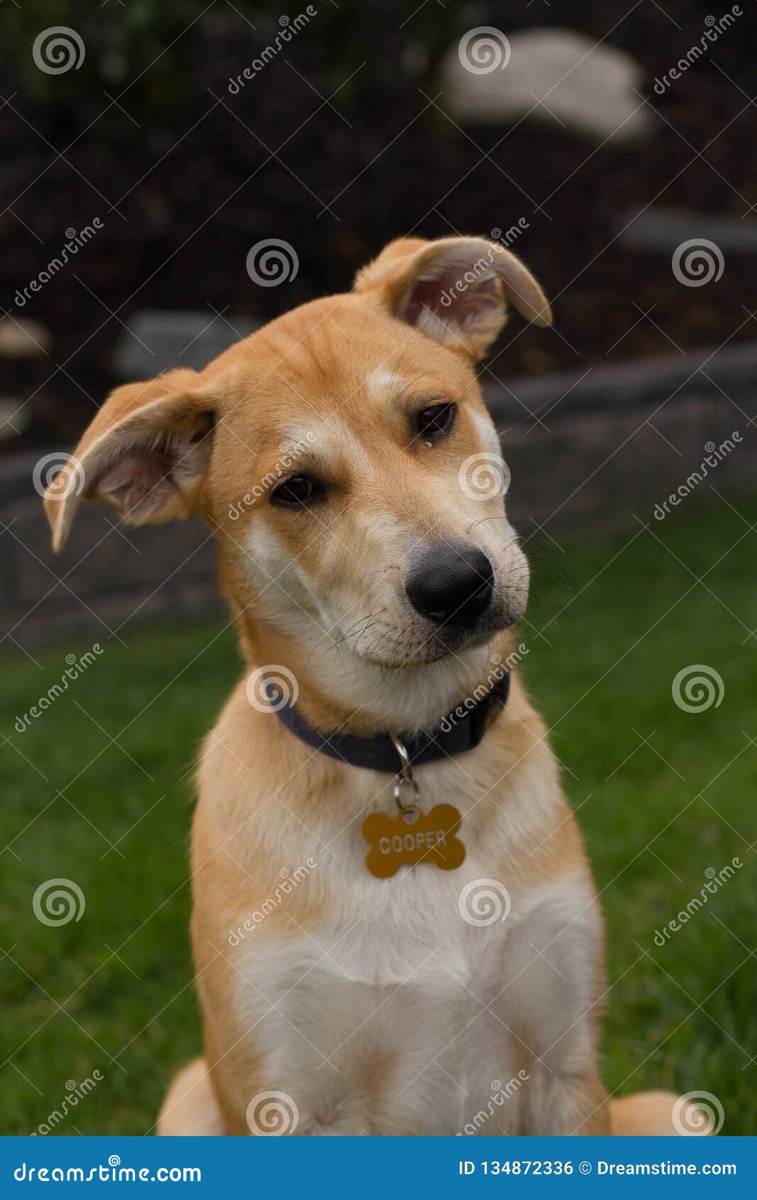 Cooper the Dog stock photo. Image of colors, golden - 134872336