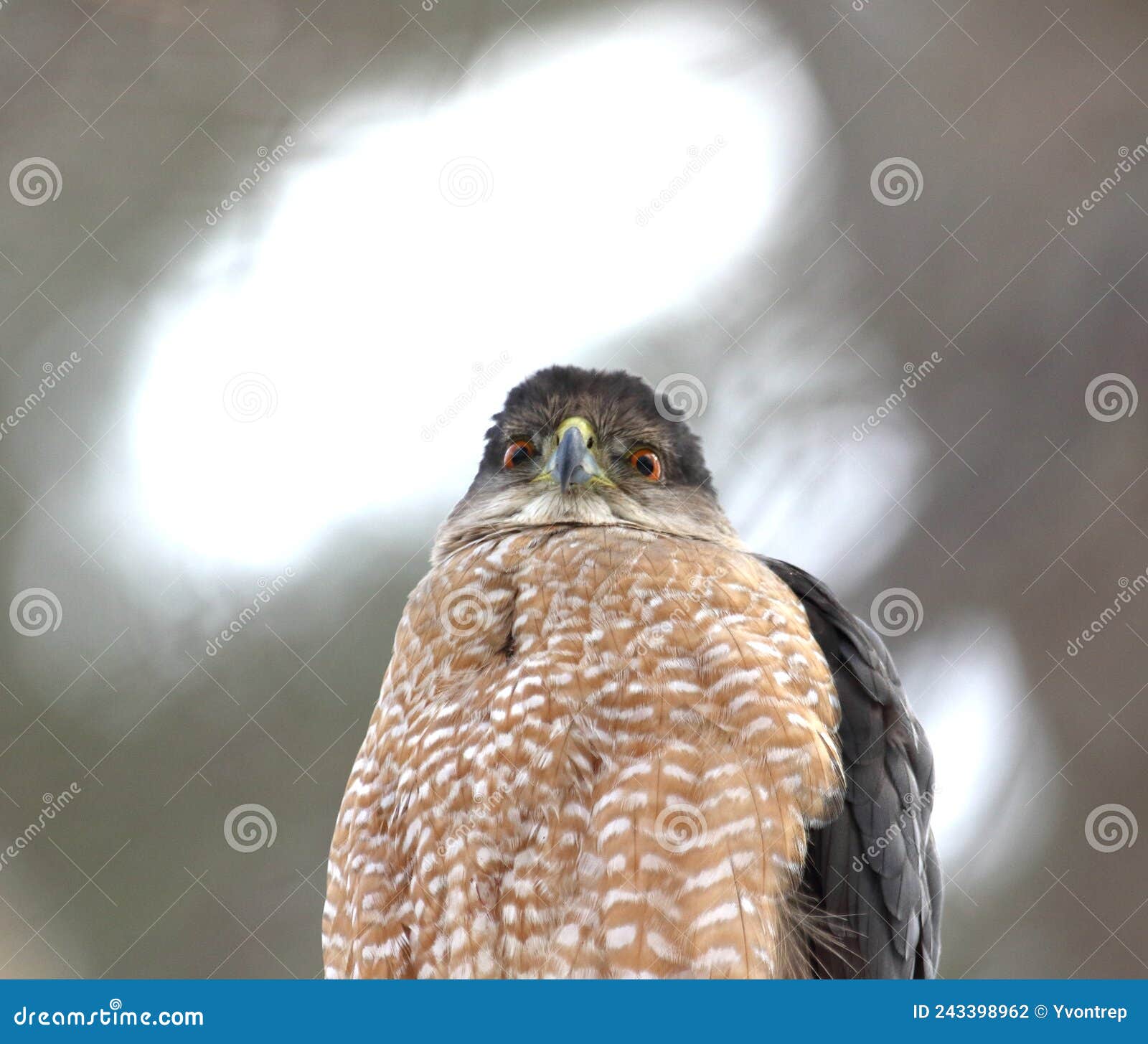 Cooper Hawk in Hunting Mode Stock Photo - Image of isolated, pray ...