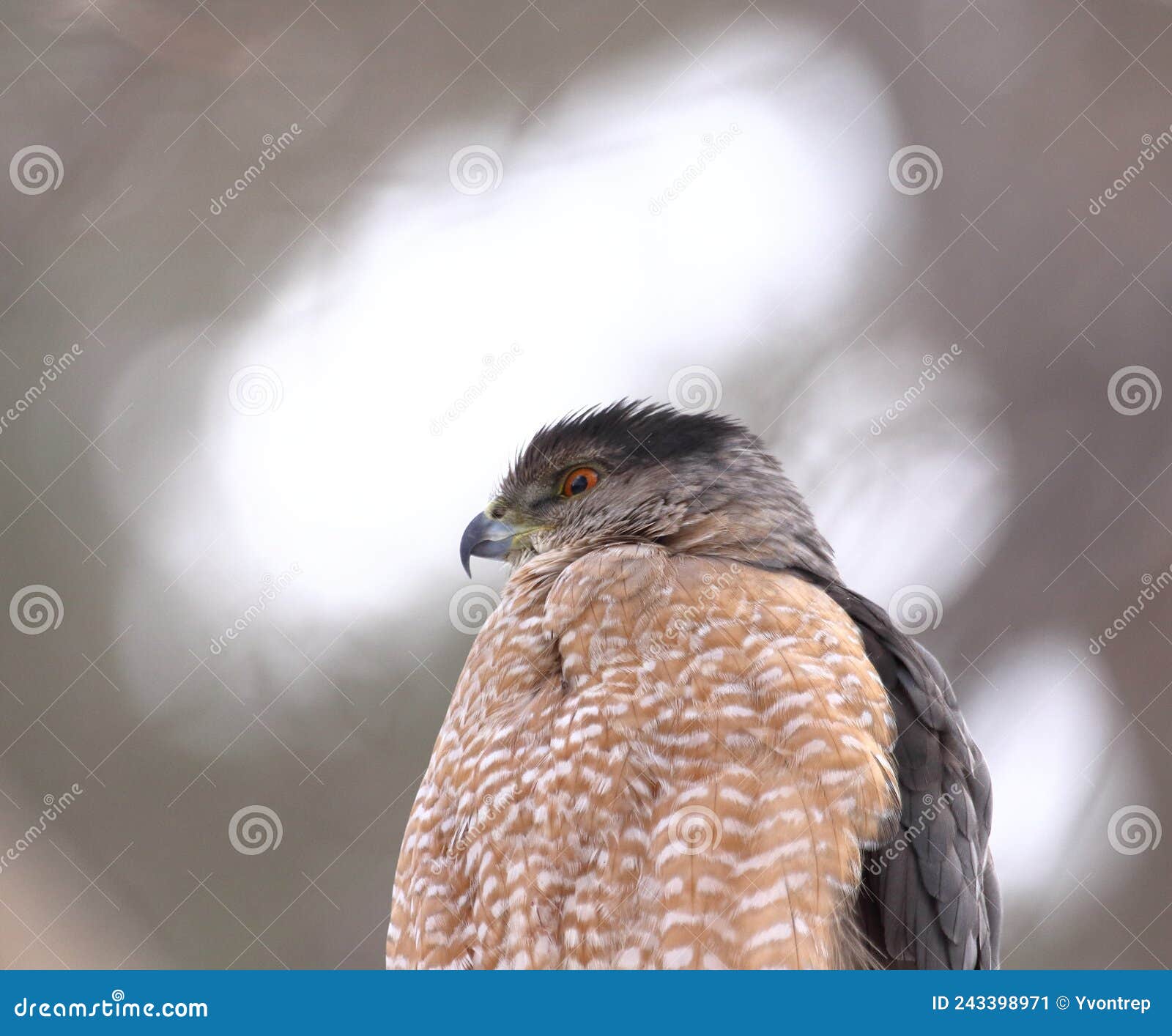 Cooper Hawk in Hunting Mode Stock Image - Image of winters, eating ...