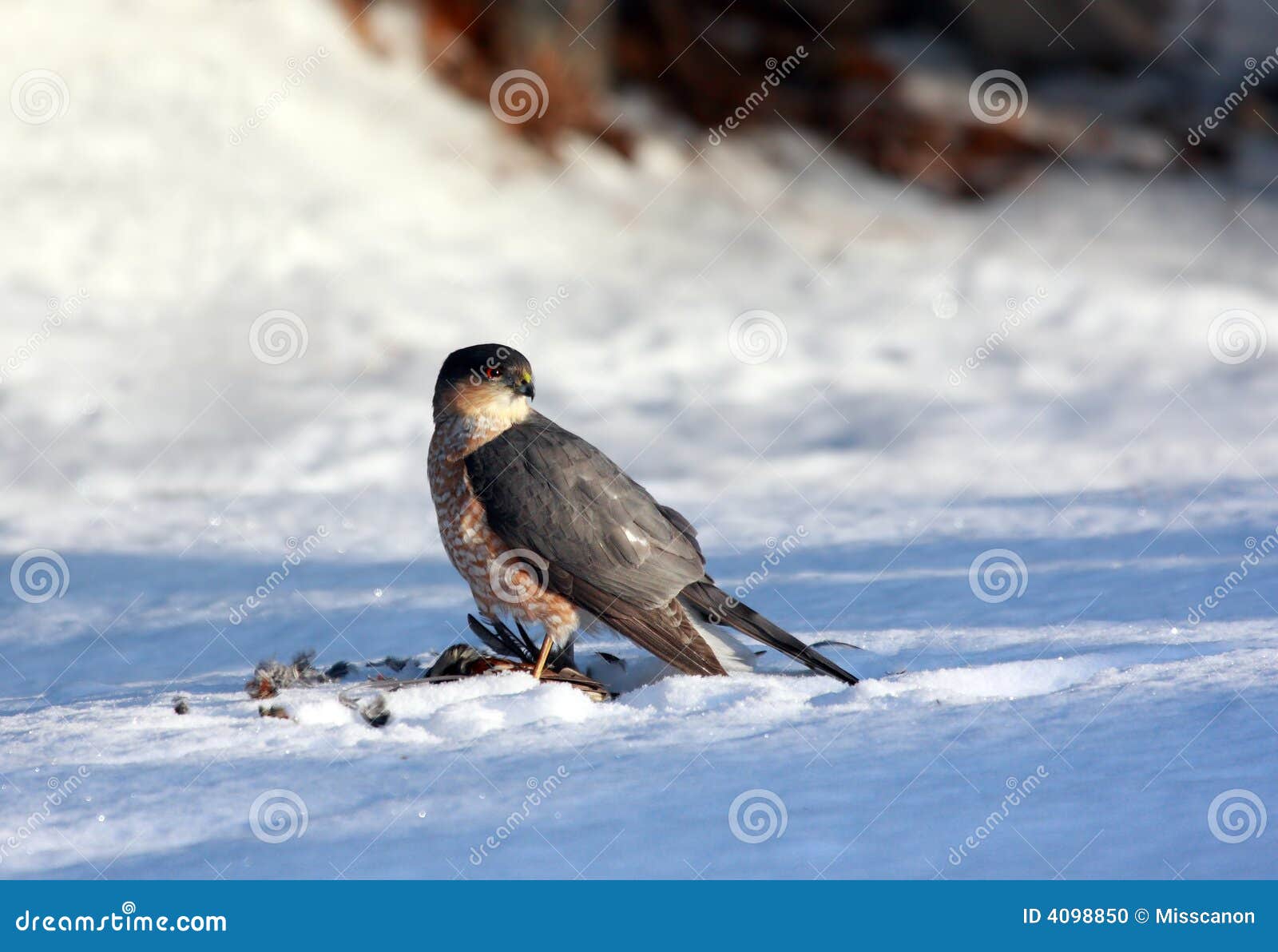 Cooper Hawk with Recent Catch Stock Photo - Image of outside, frozen ...