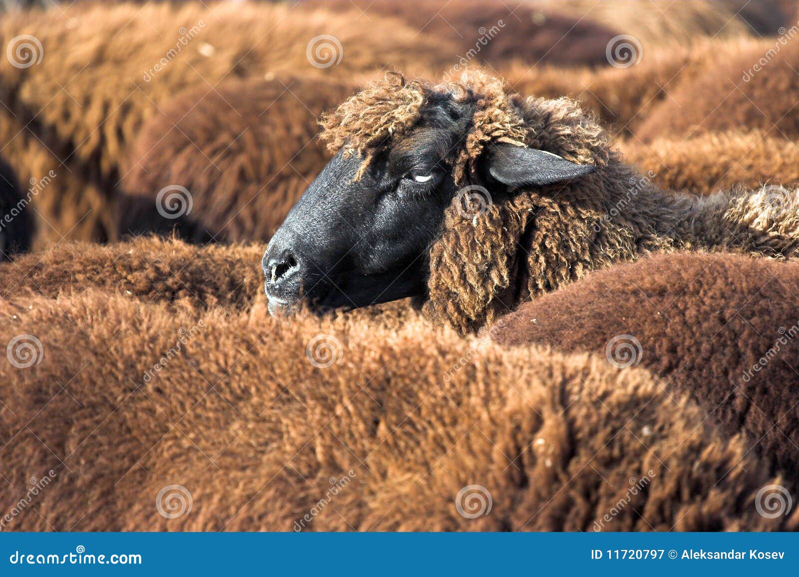 Cooper-red sheep stock image. Image of herd, animal, flock - 11720797