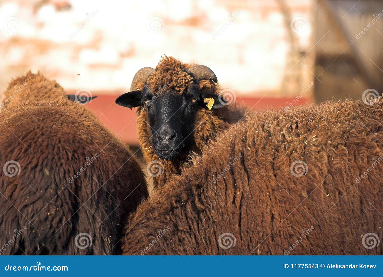 Cooper-red sheep stock image. Image of farm, stare, rural - 11775543