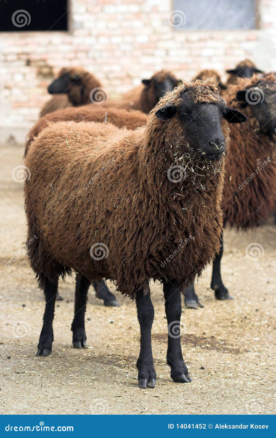 Cooper-red sheep stock photo. Image of sheep, rural, domestic - 14041452