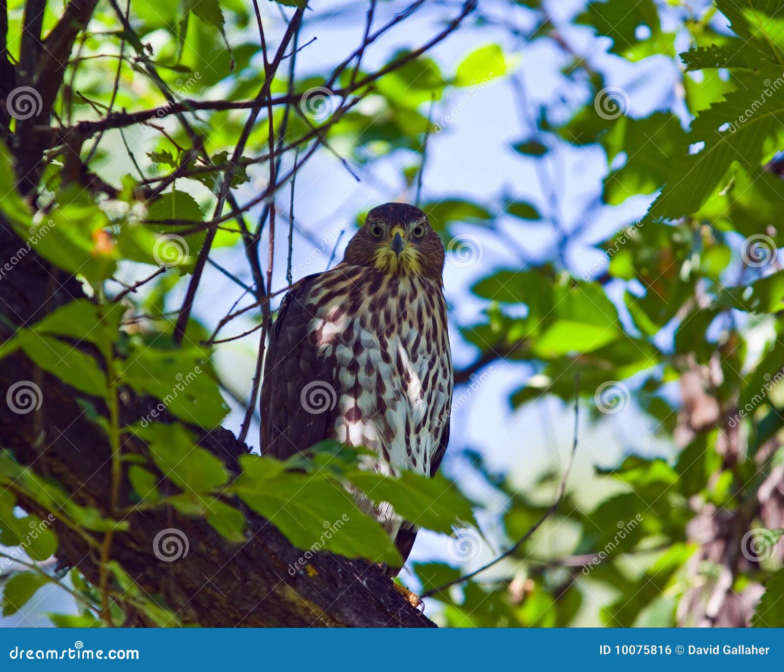 Cooper s Hawk stock photo. Image of hunter, nature, wild - 10075816