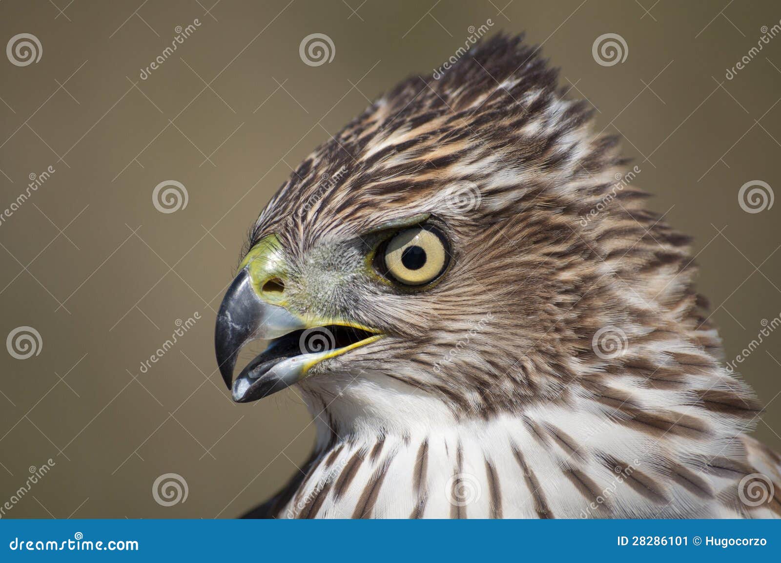 CooperÂ´s Hawk stock image. Image of portrait, predator - 28286101