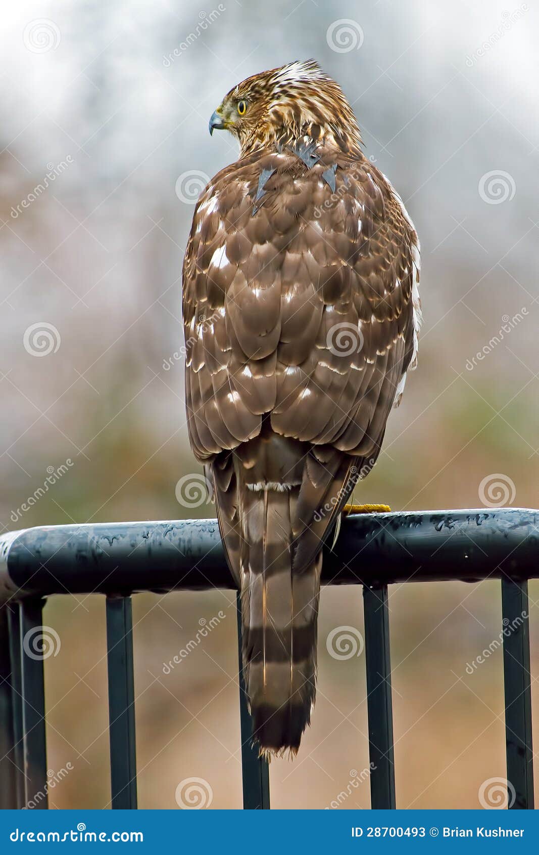 Cooper s Hawk stock image. Image of wildlife, feathers - 28700493
