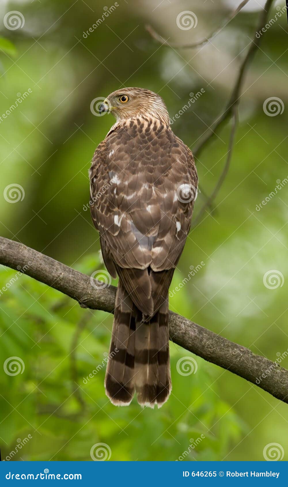 Cooper S Hawk Accipiter Cooperii Stock Image - Image of long, hawk: 646265