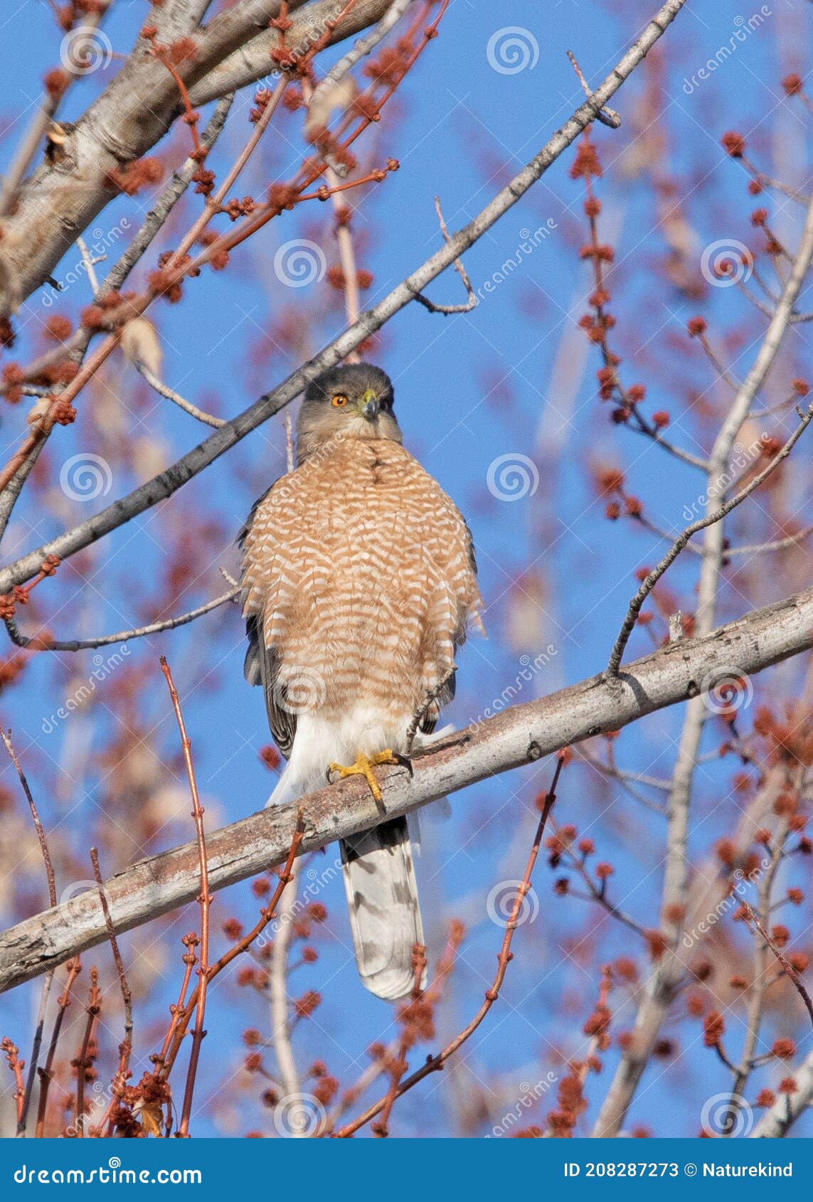 Cooper S Hawk (Accipiter Cooperii) Perched in Tree Stock Image - Image ...