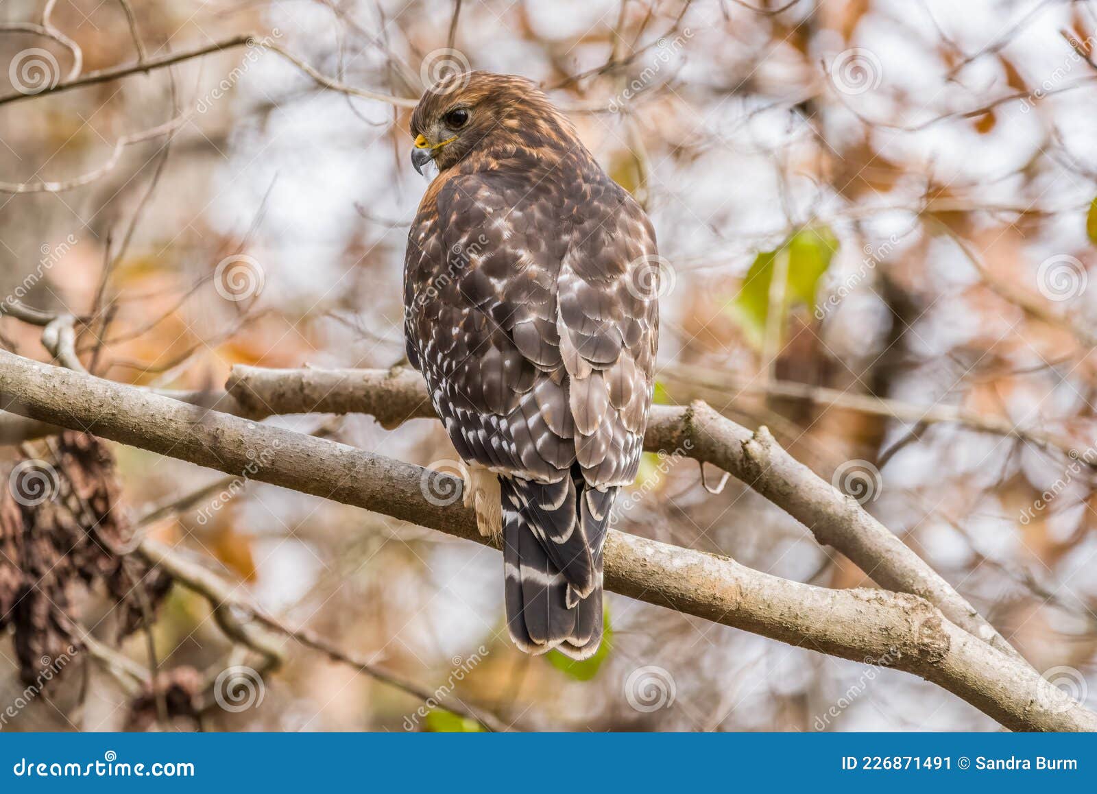 Cooper`s Hawk Backside Closeup Stock Image - Image of forest, bird ...