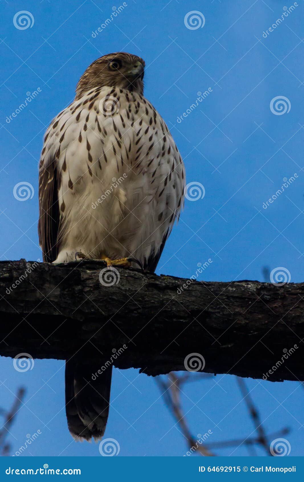 Female Coopers Hawk Stock Image | CartoonDealer.com #65600869