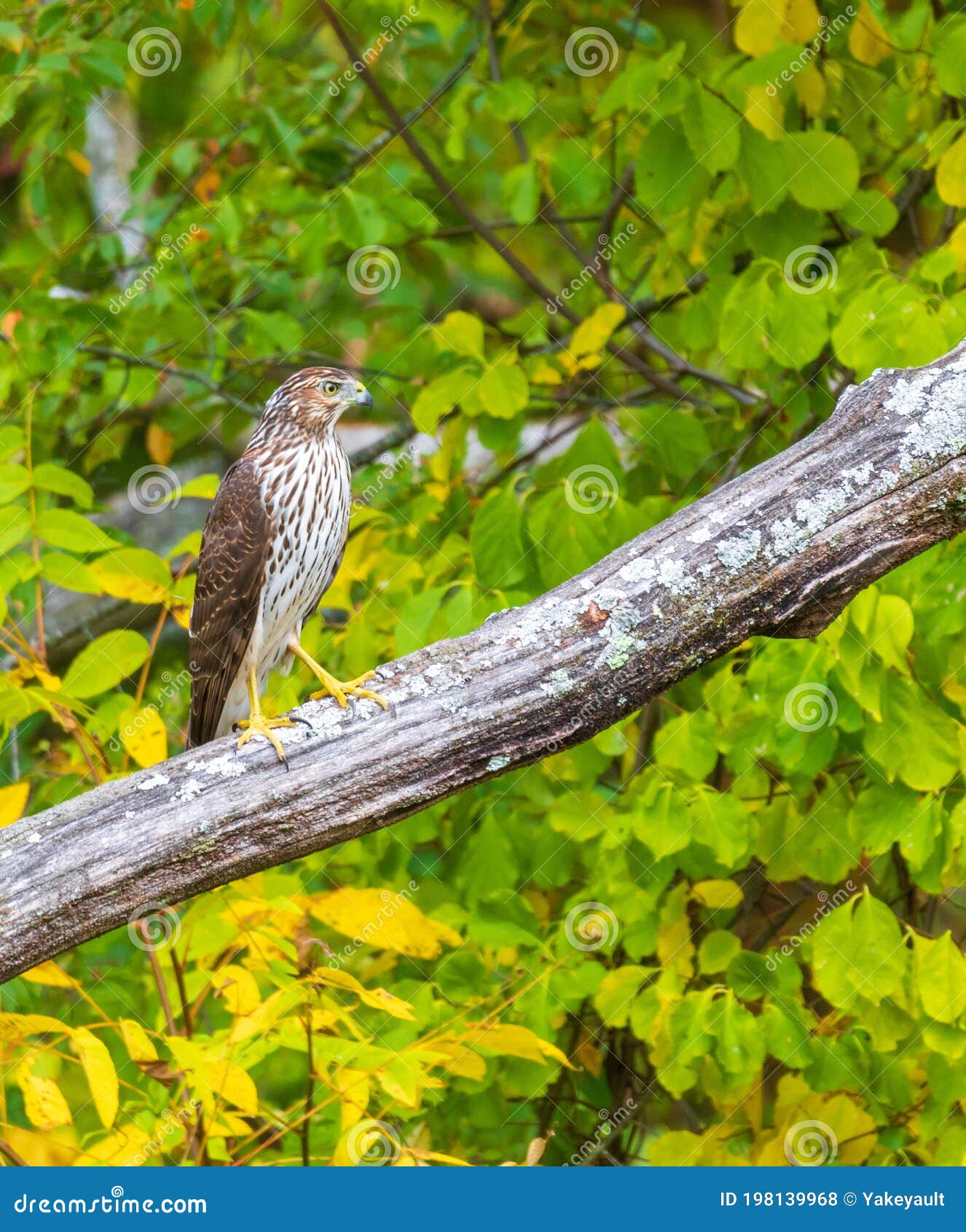 Cooper`s hawk on a branch stock photo. Image of coopers - 198139968