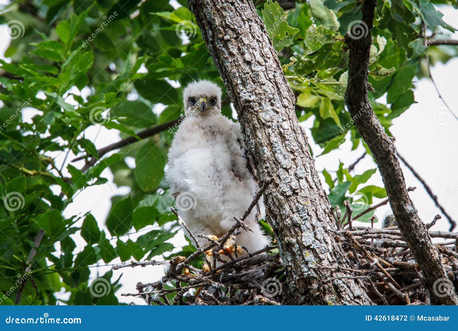 Cooper s Hawk Chick stock photo. Image of stands, guard - 42618472