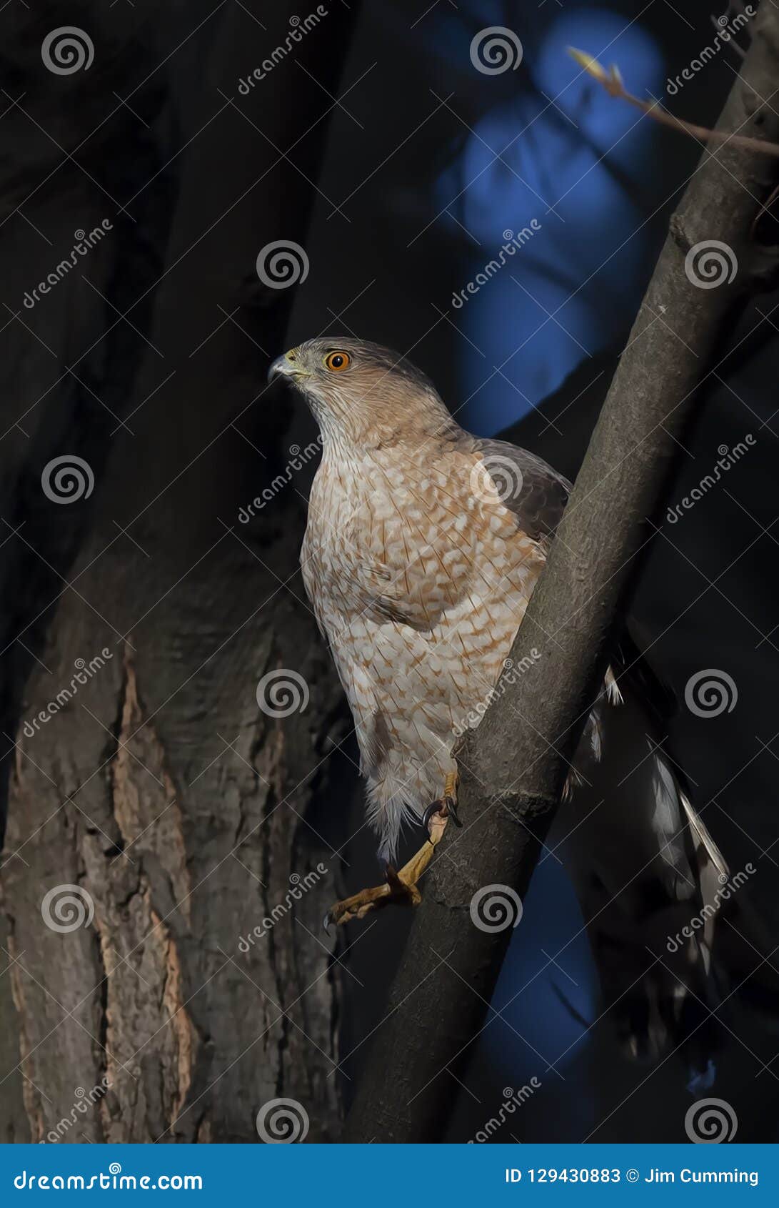 A Cooper`s Hawk Closeup in Autumn in Canada Stock Image - Image of ...