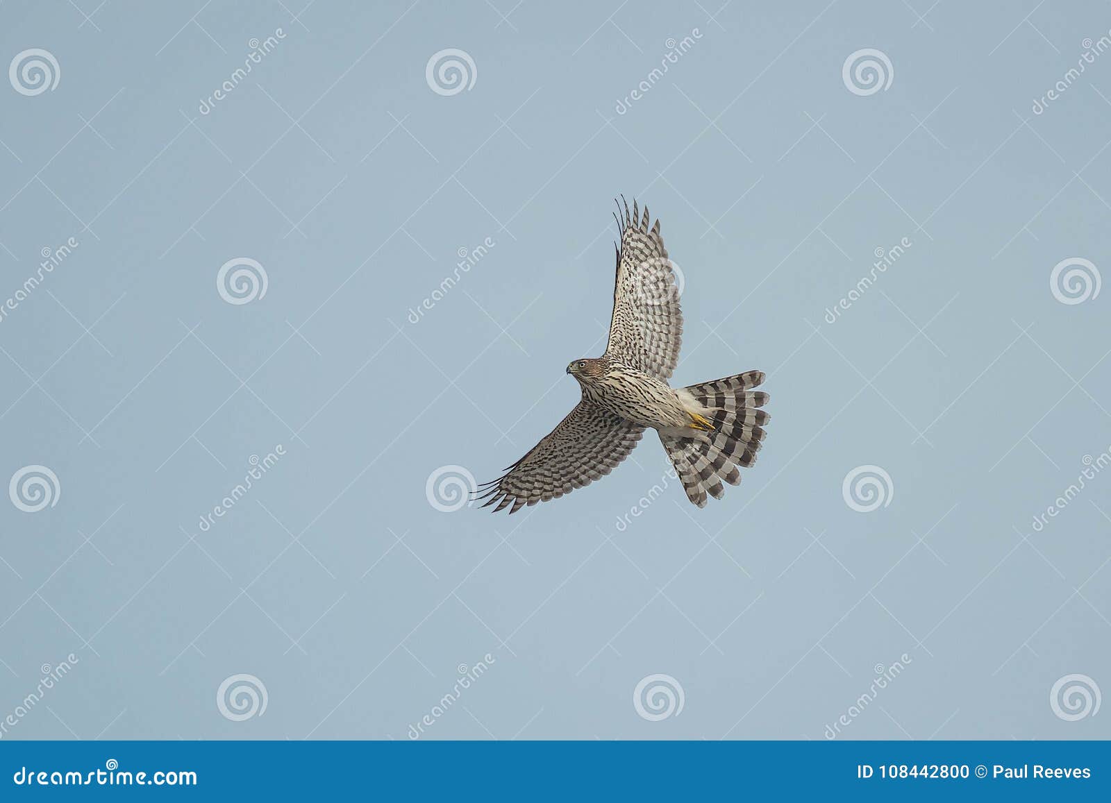 Cooper S Hawk - Accipiter Cooperii Stock Photo - Image of living ...