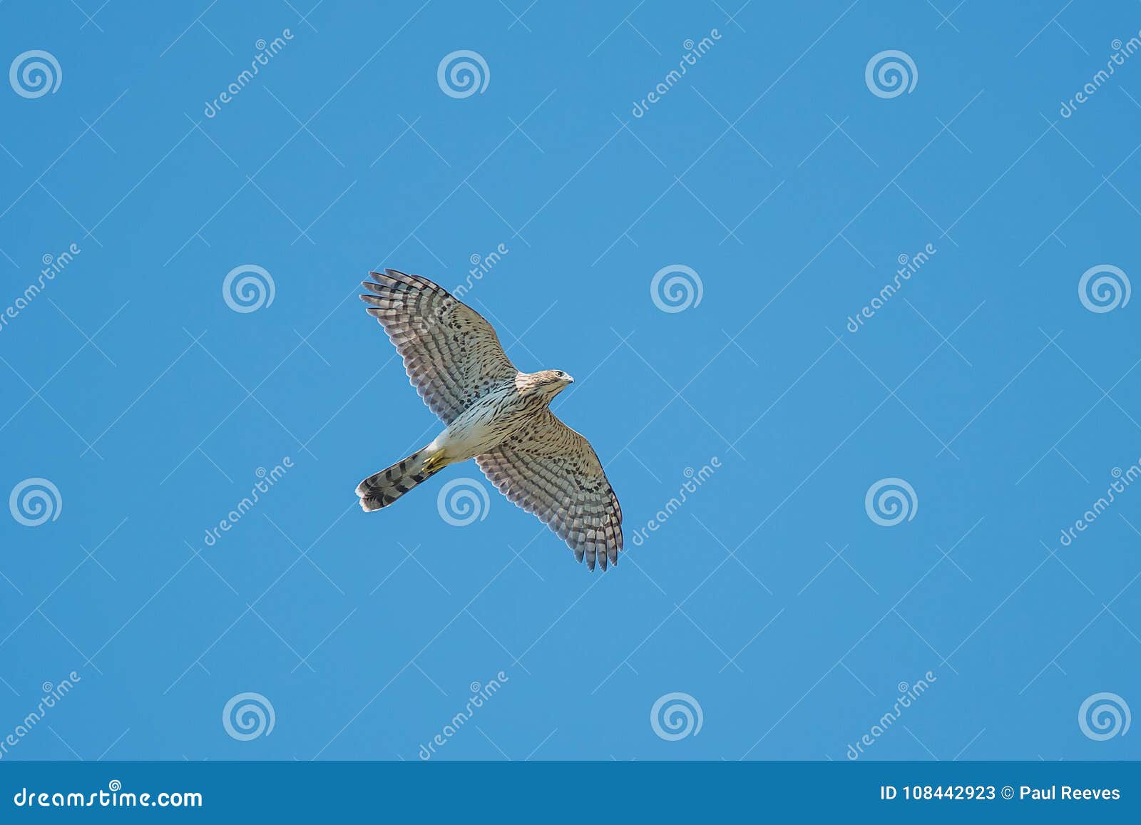 Cooper S Hawk - Accipiter Cooperii Stock Image - Image of living ...