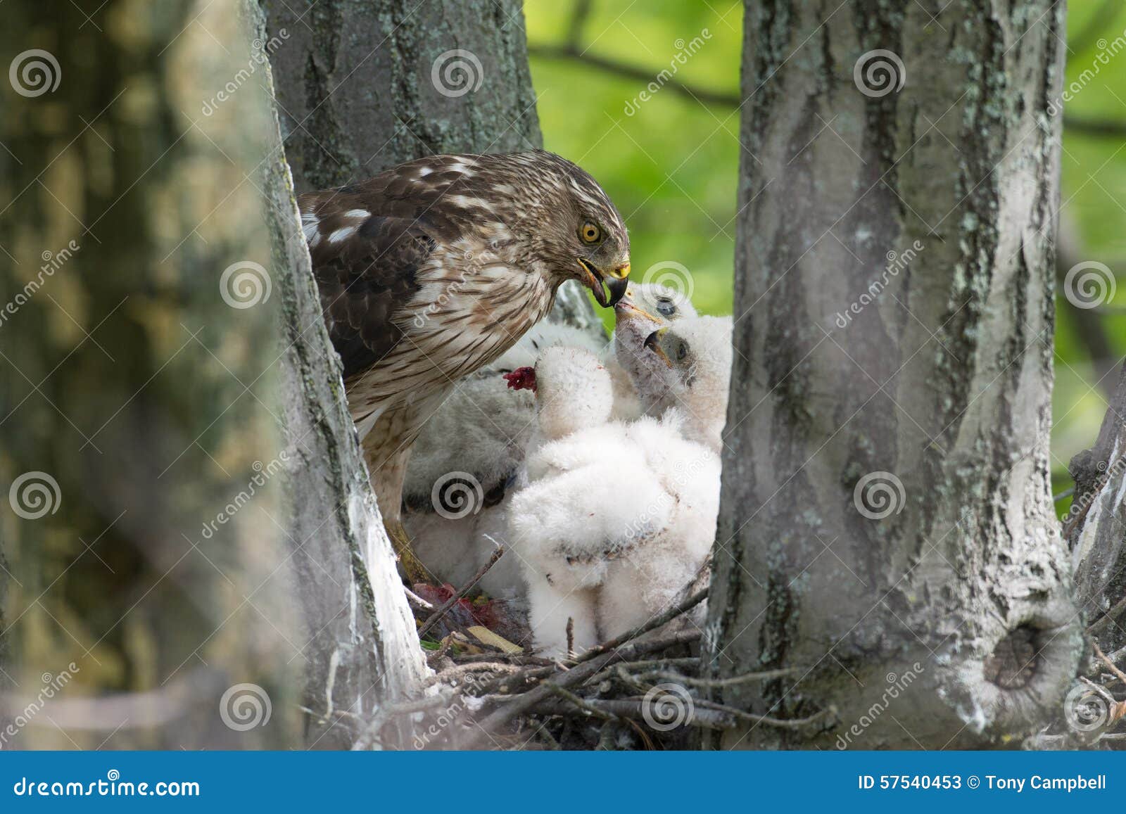Cooper-s Hawk Feeding Chicks Stock Image - Image of chick, stick: 57540453