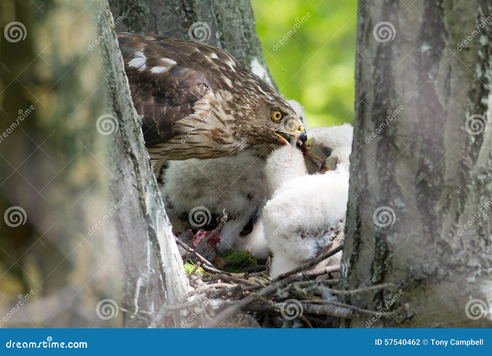 Cooper-s Hawk Feeding Chicks Stock Photo - Image of cooperii, nature ...
