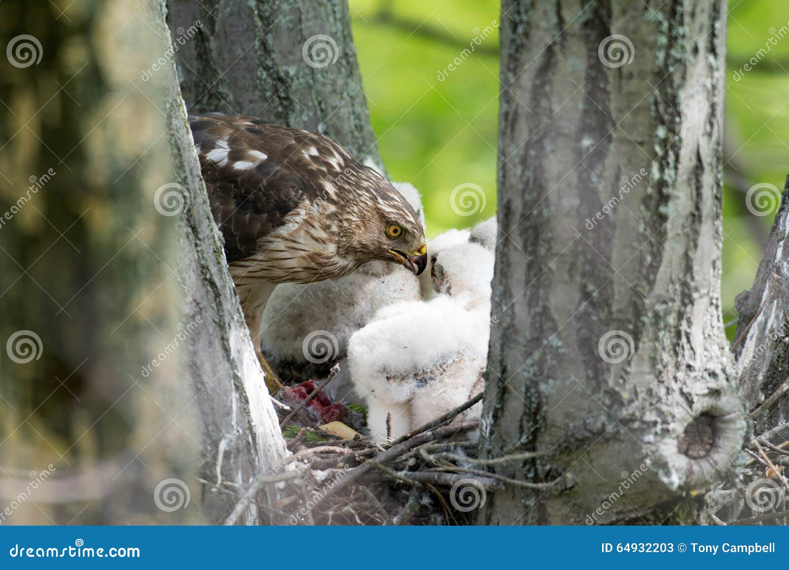 Cooper-s Hawk Feeding Chicks Stock Image - Image of stick, prey: 64932203