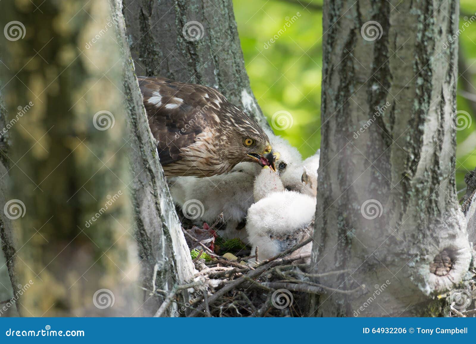 Cooper-s Hawk Feeding Chicks Stock Photo - Image of birds, reproduction ...