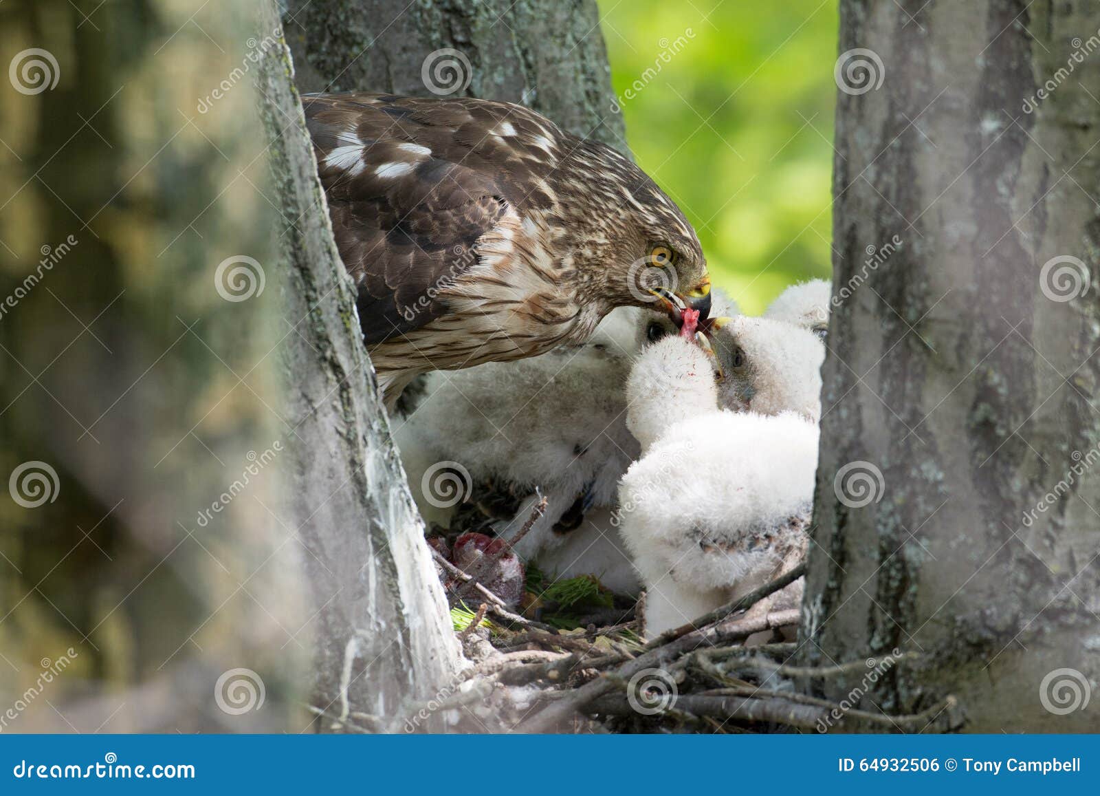 Cooper-s Hawk Feeding Chicks Stock Photo - Image of reproduction, woods ...