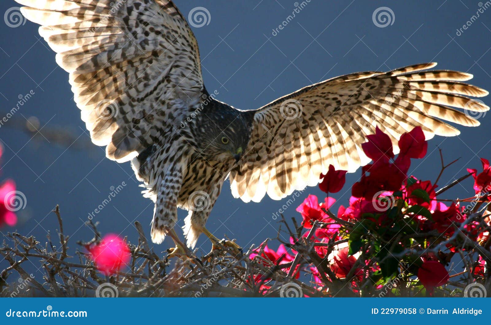 Hawk Hunting Prey