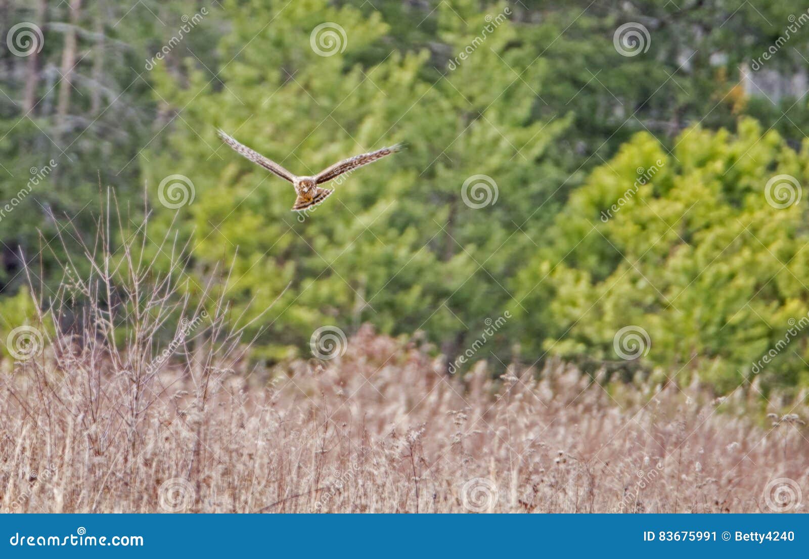 Cooper`s Hawk Flying Over an Open Field. Stock Image - Image of feeding ...