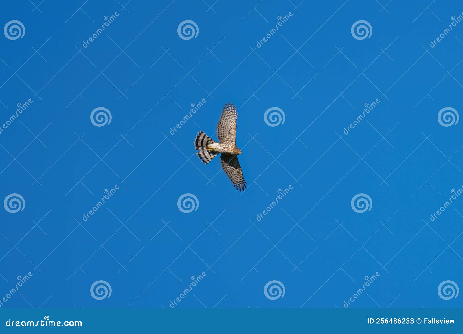 Cooper`s Hawk Flying in the Sky Stock Image - Image of prey, birds ...