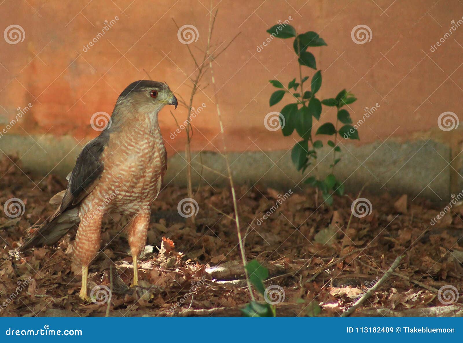 Hawk On The Ground Of A Field Royalty-Free Stock Photography ...