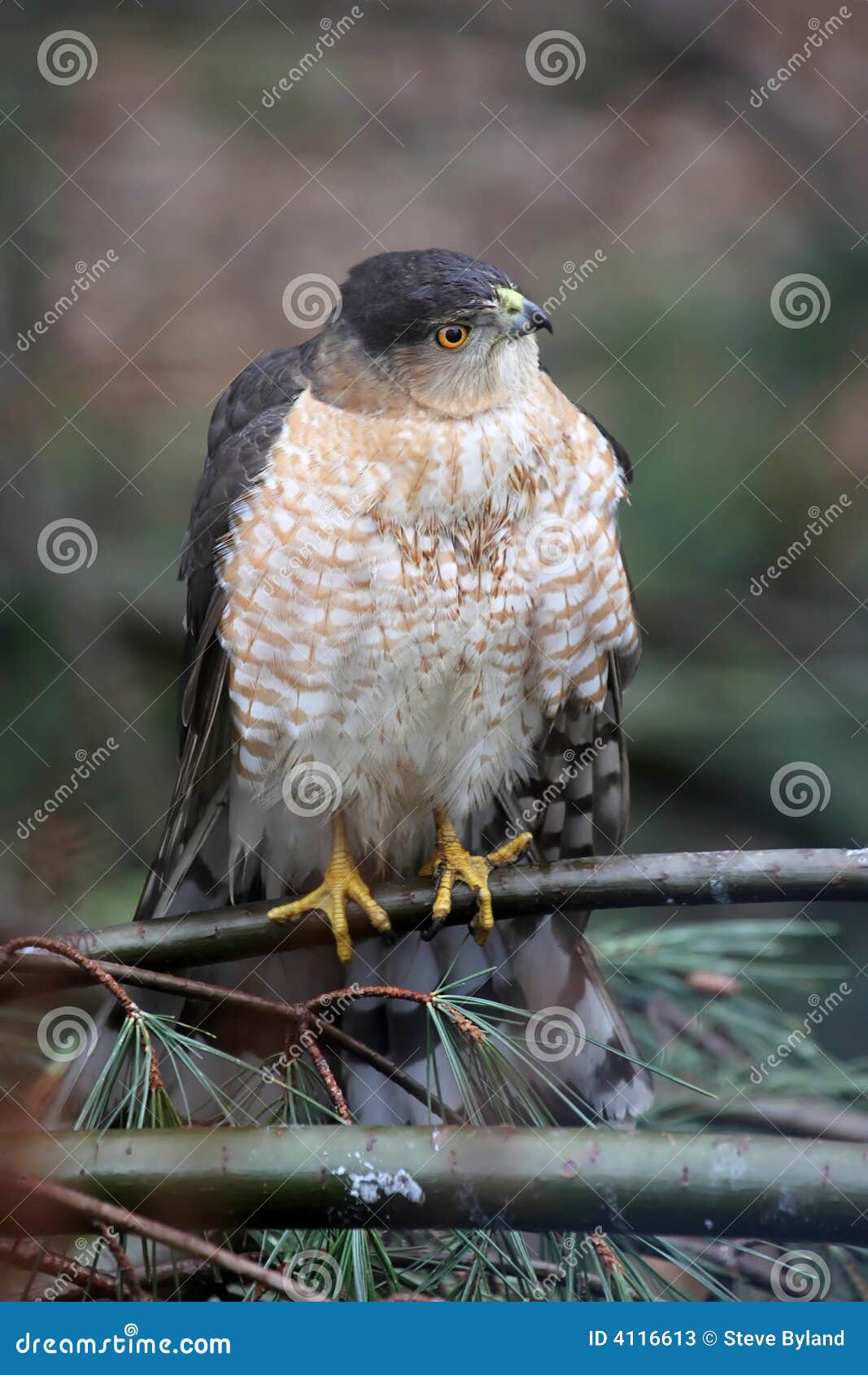 Cooper s Hawk Hunting stock image. Image of accipiter - 4116613