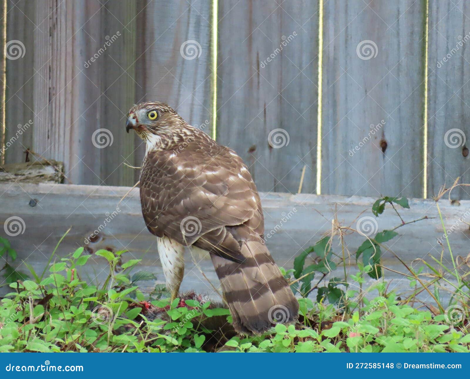 Cooper S Hawk Hunting in the Yard in Florida Nature Stock Photo - Image ...