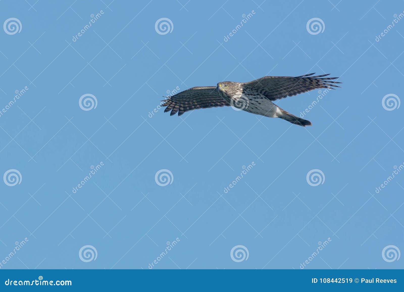 Cooper S Hawk - Accipiter Cooperii Stock Image - Image of feather ...