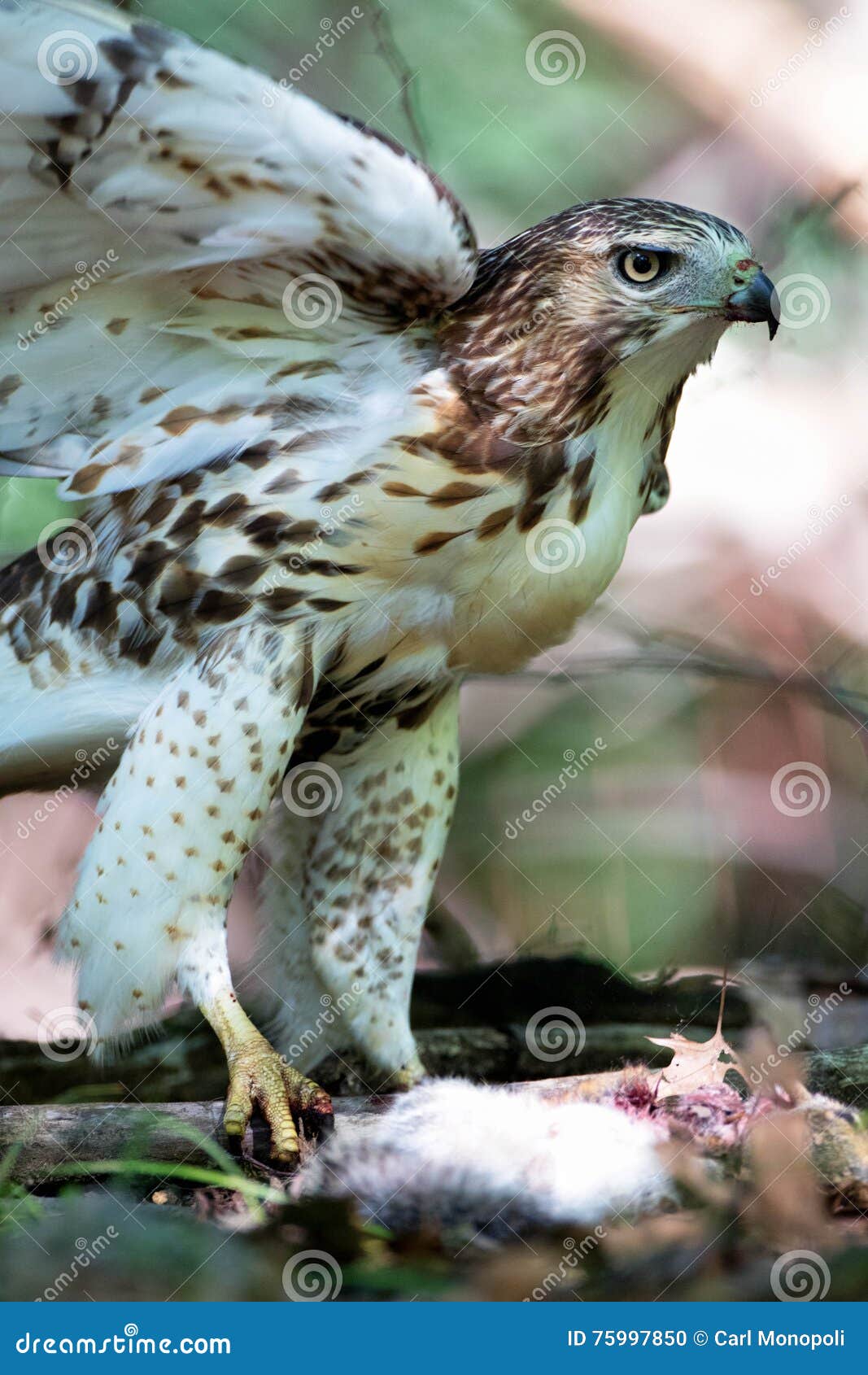 Cooper S Hawk with Kill in Forrest Stock Photo - Image of nature, beak ...