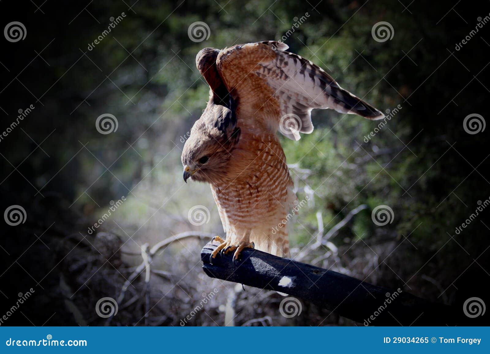 Cooper s Hawk Landing stock image. Image of hunting, nature - 29034265