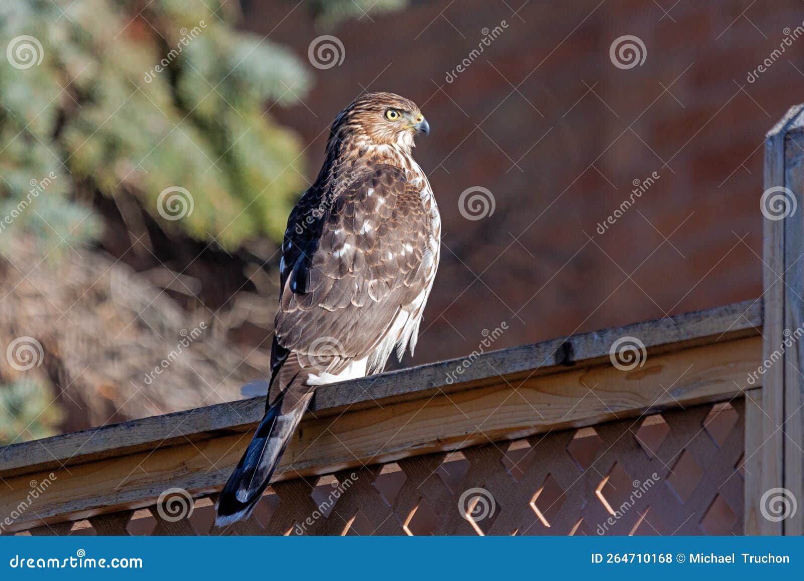 Cooper`s Hawk on a Lattice Fence Stock Photo - Image of picket ...
