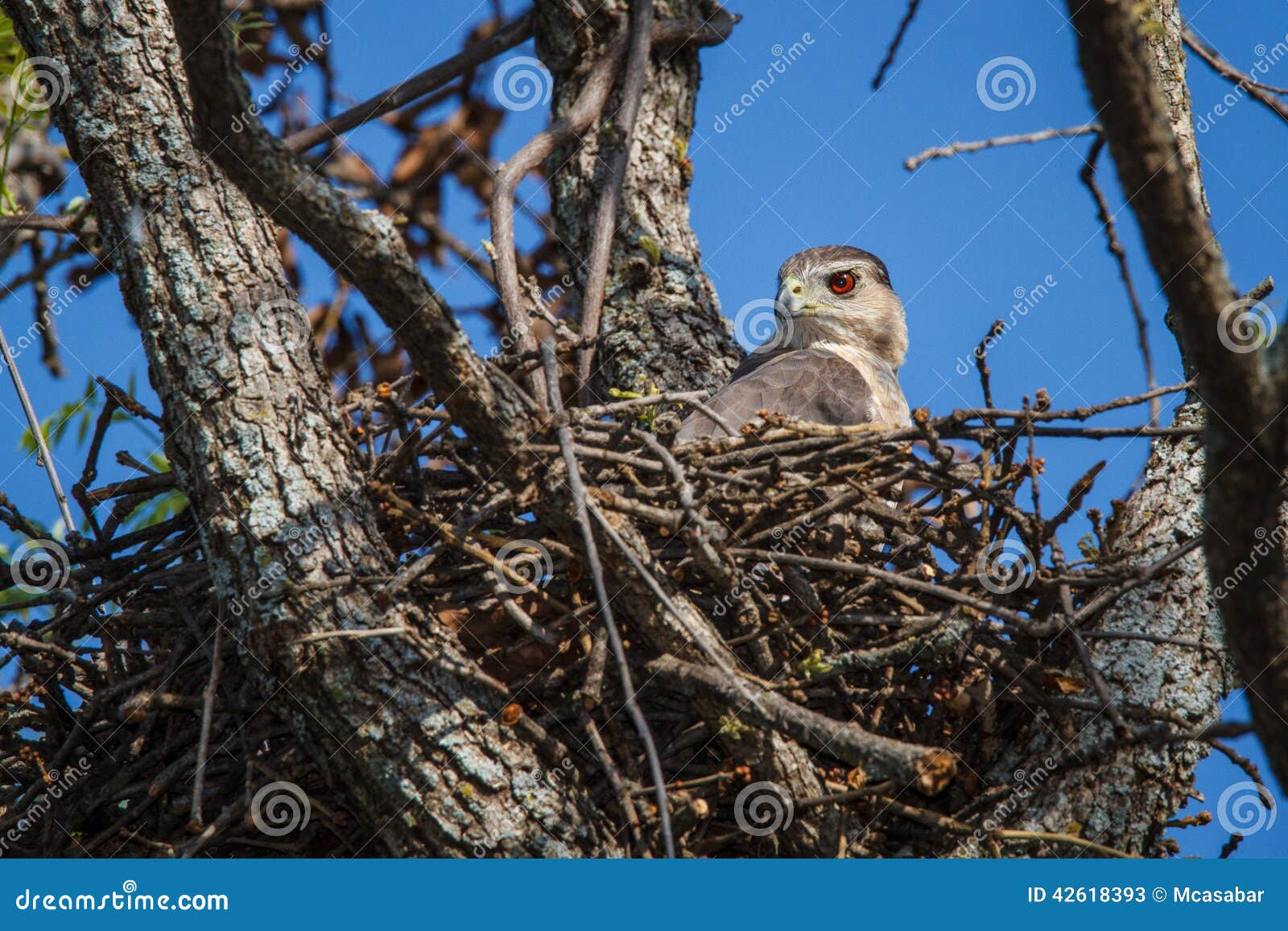 Cooper s Hawk Nesting stock image. Image of coopers, feather - 42618393